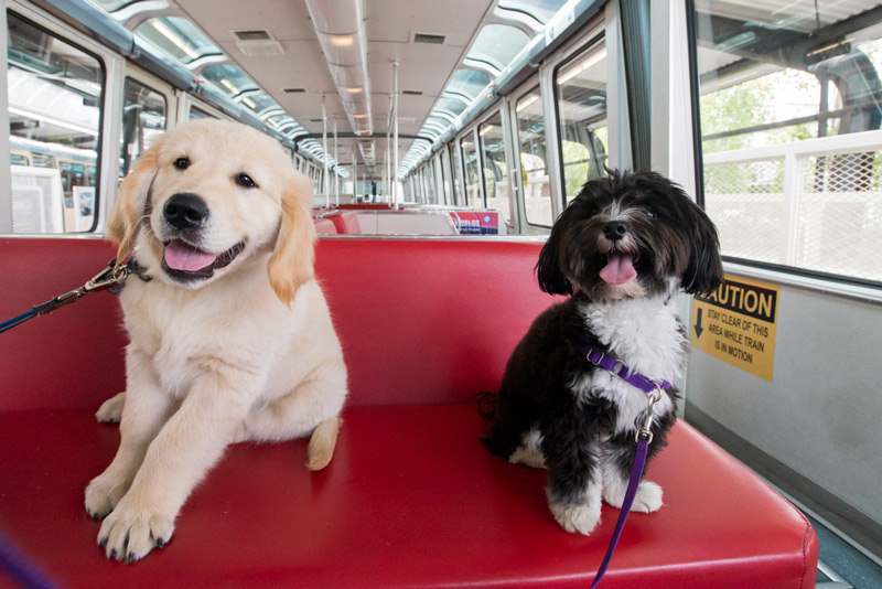 Cosmo The Puppy Meets Seattle!