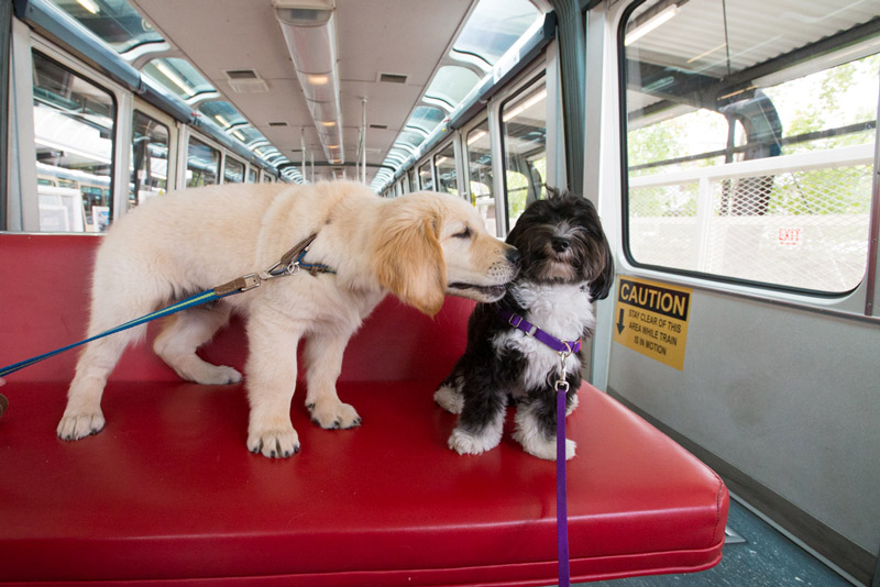 Monorail Dog