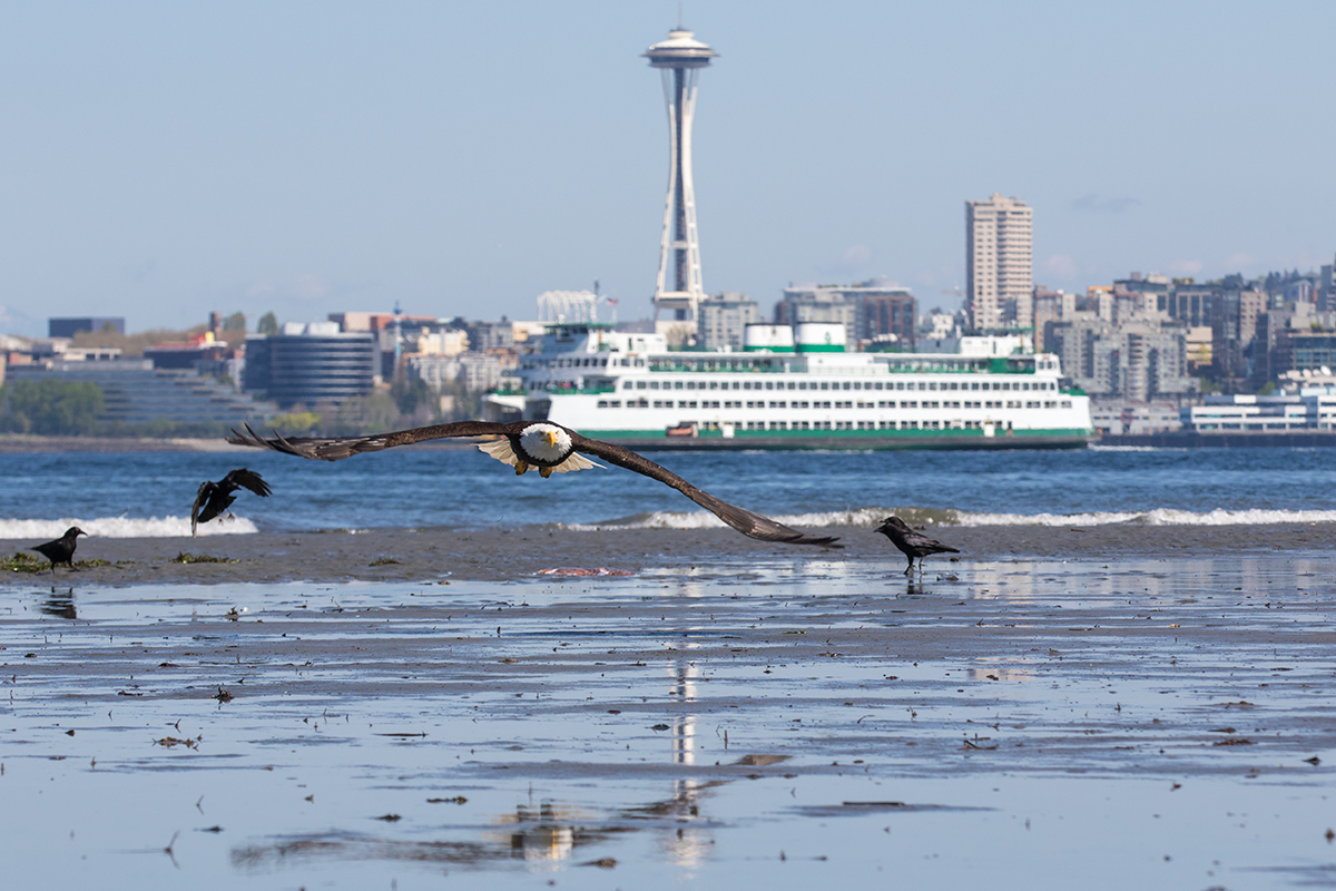 Winter Adventures in West Seattle