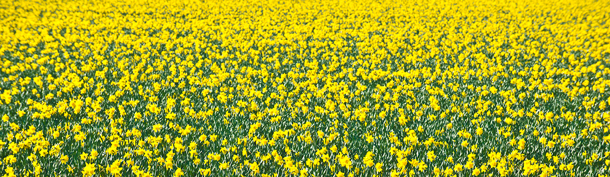 Guide to Spring in Seattle