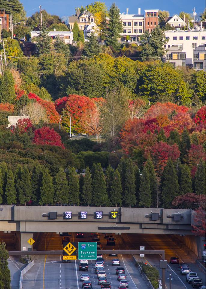 Fall Colors In Seattle