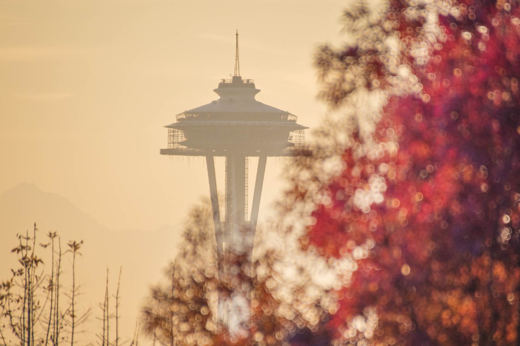 Fall Colors In Seattle