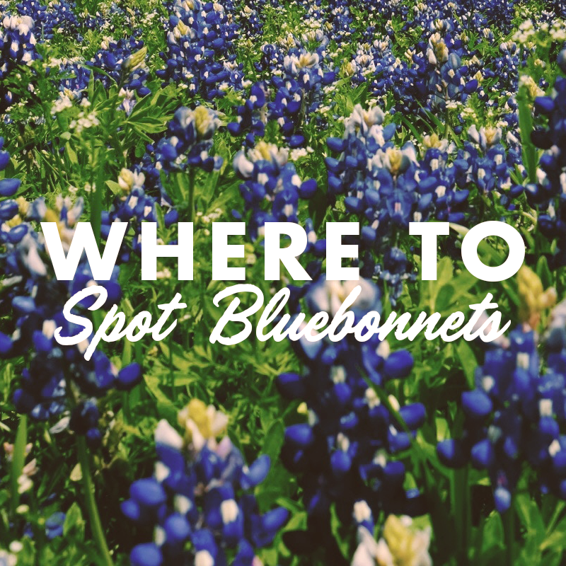 How To Do Spring In Dallas