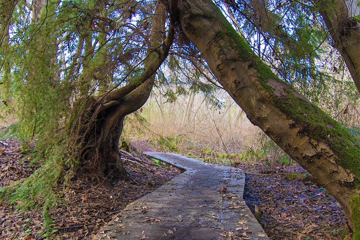 Great Walks To Take Around Seattle