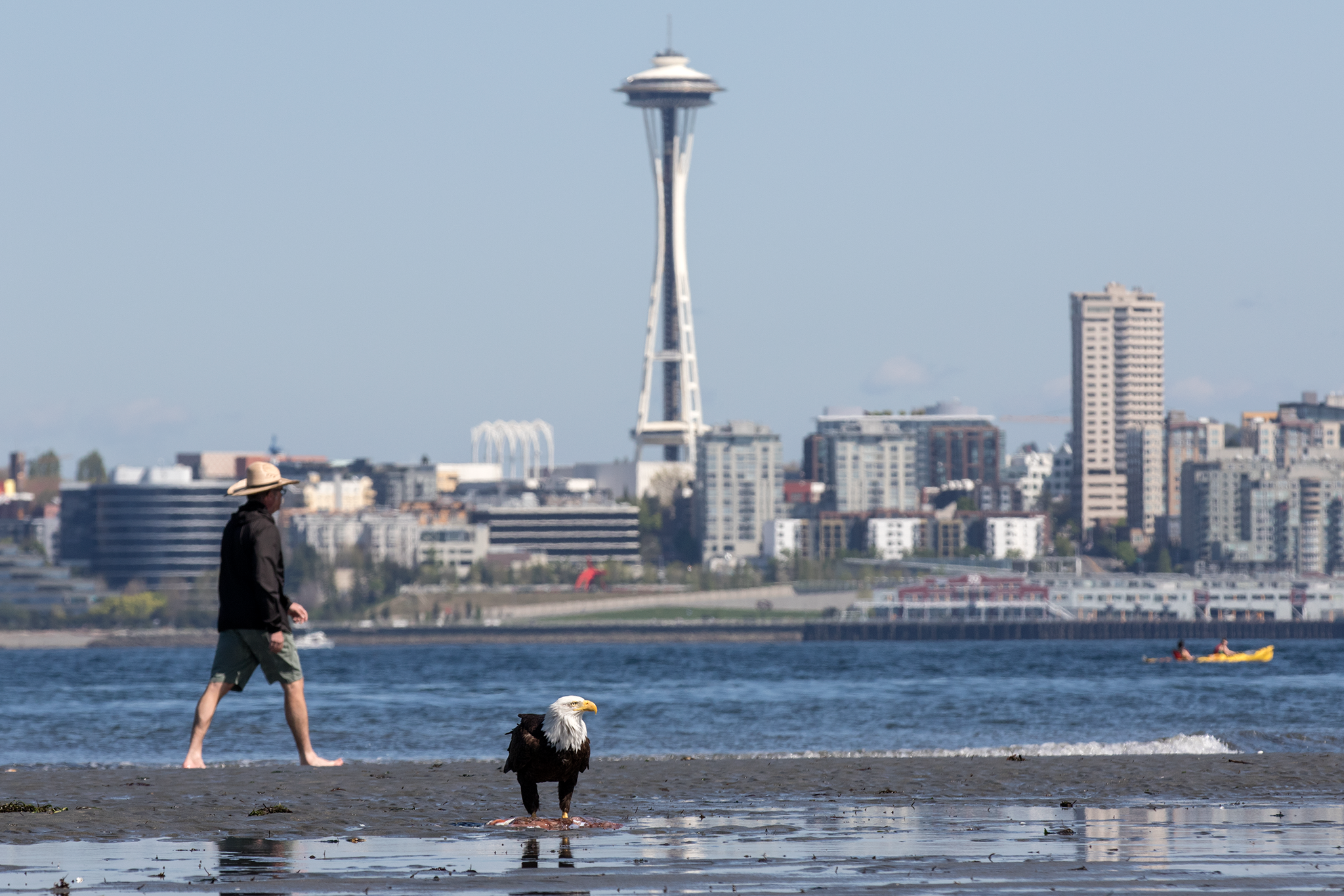 Great Walks To Take Around Seattle