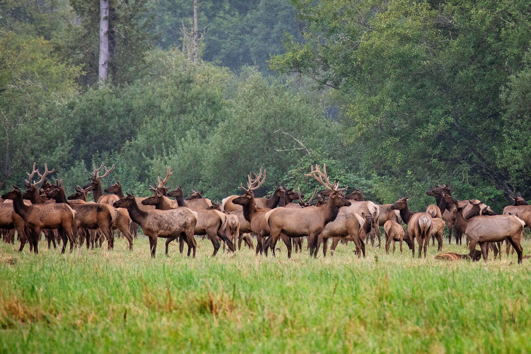 Seattle Adventures: A Fall Day In Snoqualmie