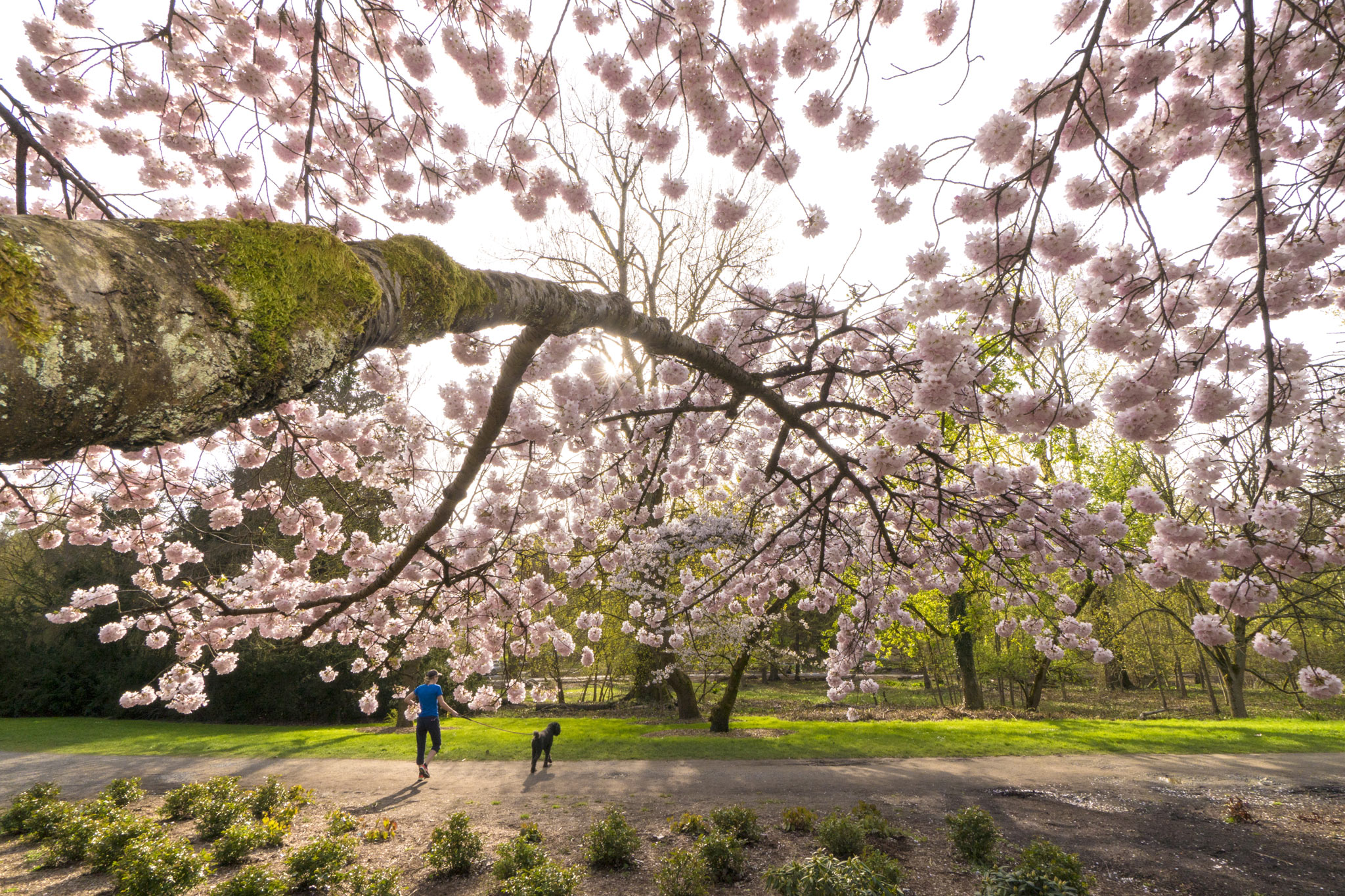 Where To See Spring Colors In Seattle