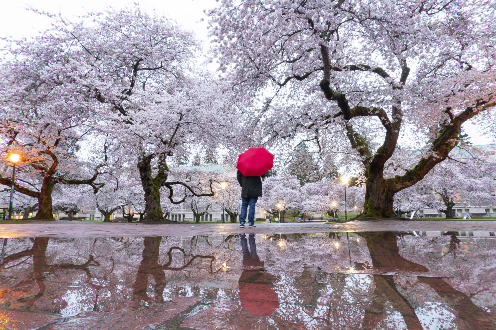 Where To See Spring Colors In Seattle
