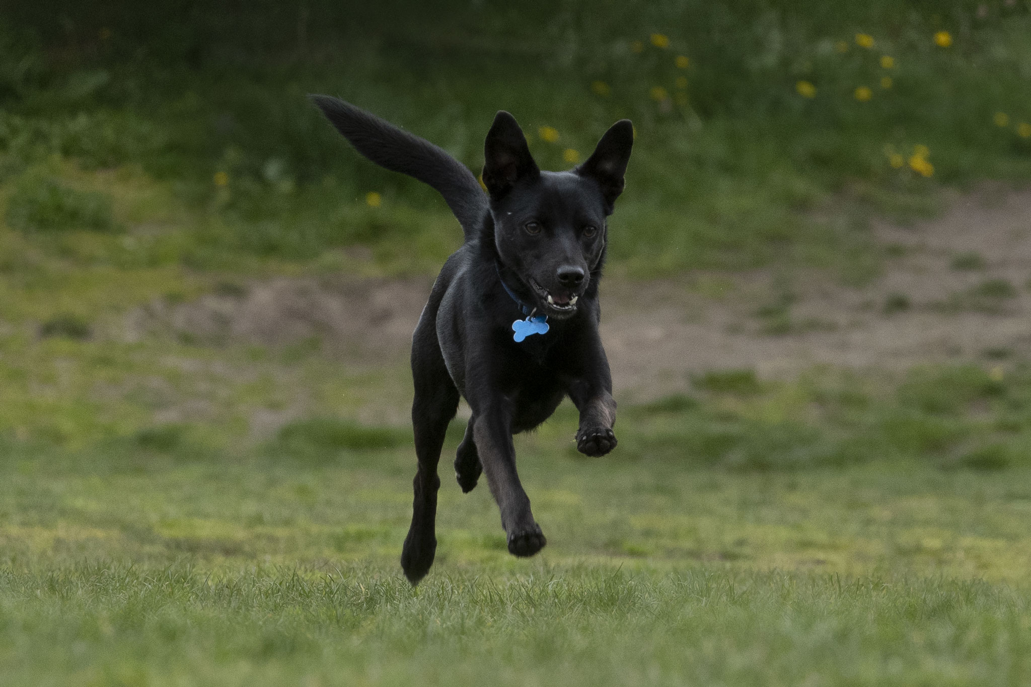 A Dog's Guide To Seattle