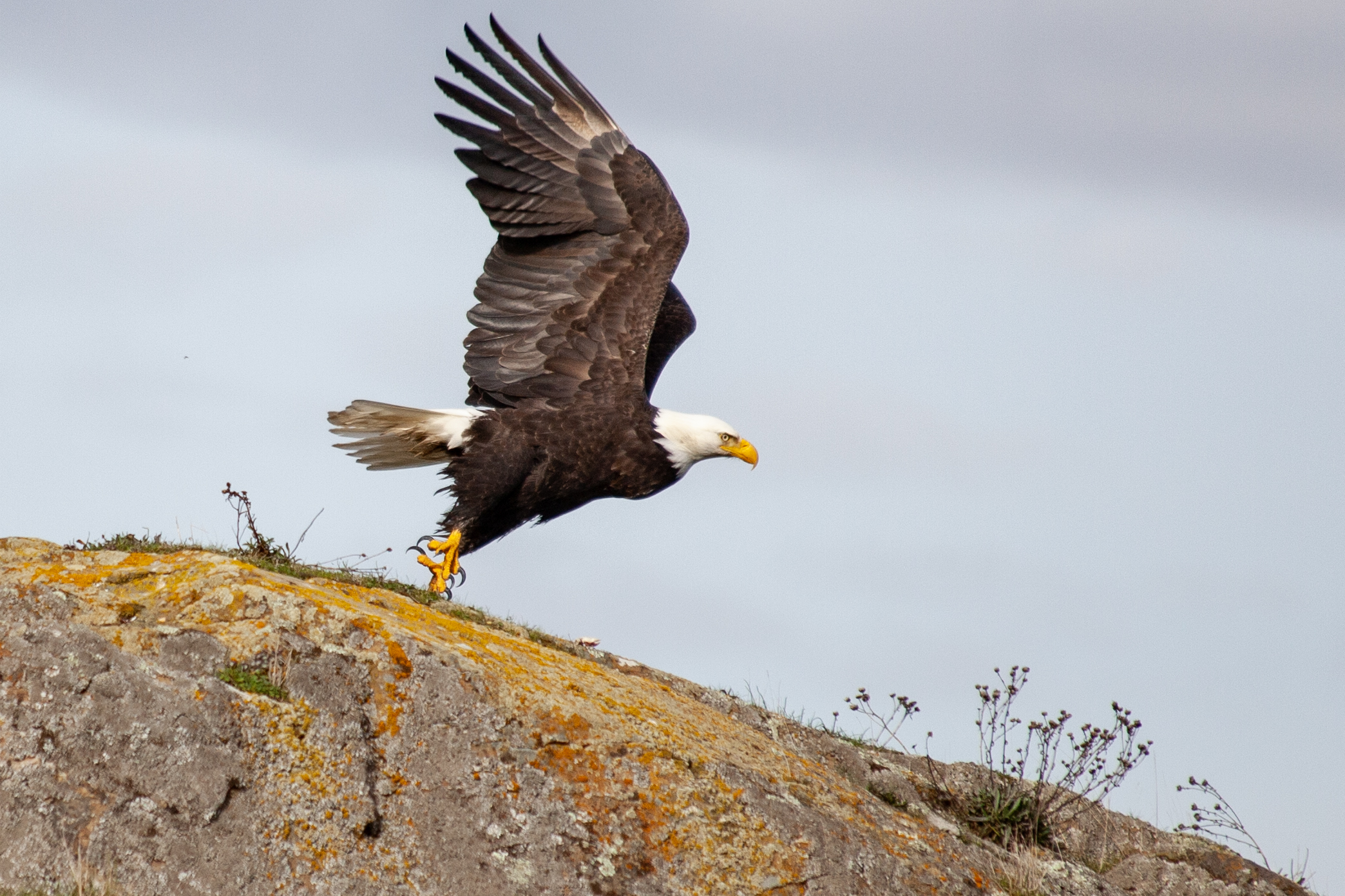 Guide to the San Juan Islands